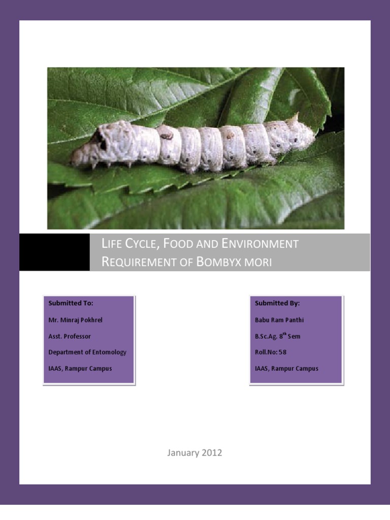 Life Cycle of Bombyx mori Explained | PDF | Pupa | Silk