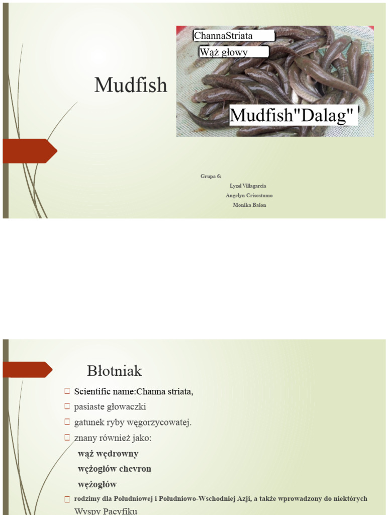 Mudfish | PDF