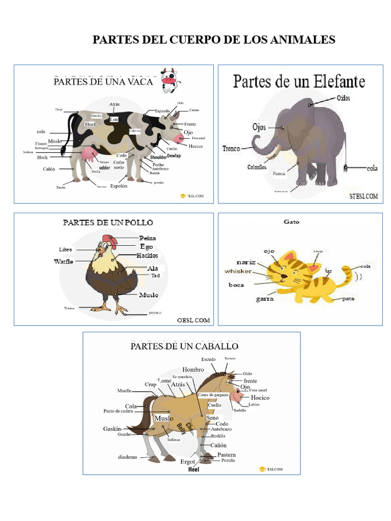 Partes Del Cuerpo de Los Animales | PDF