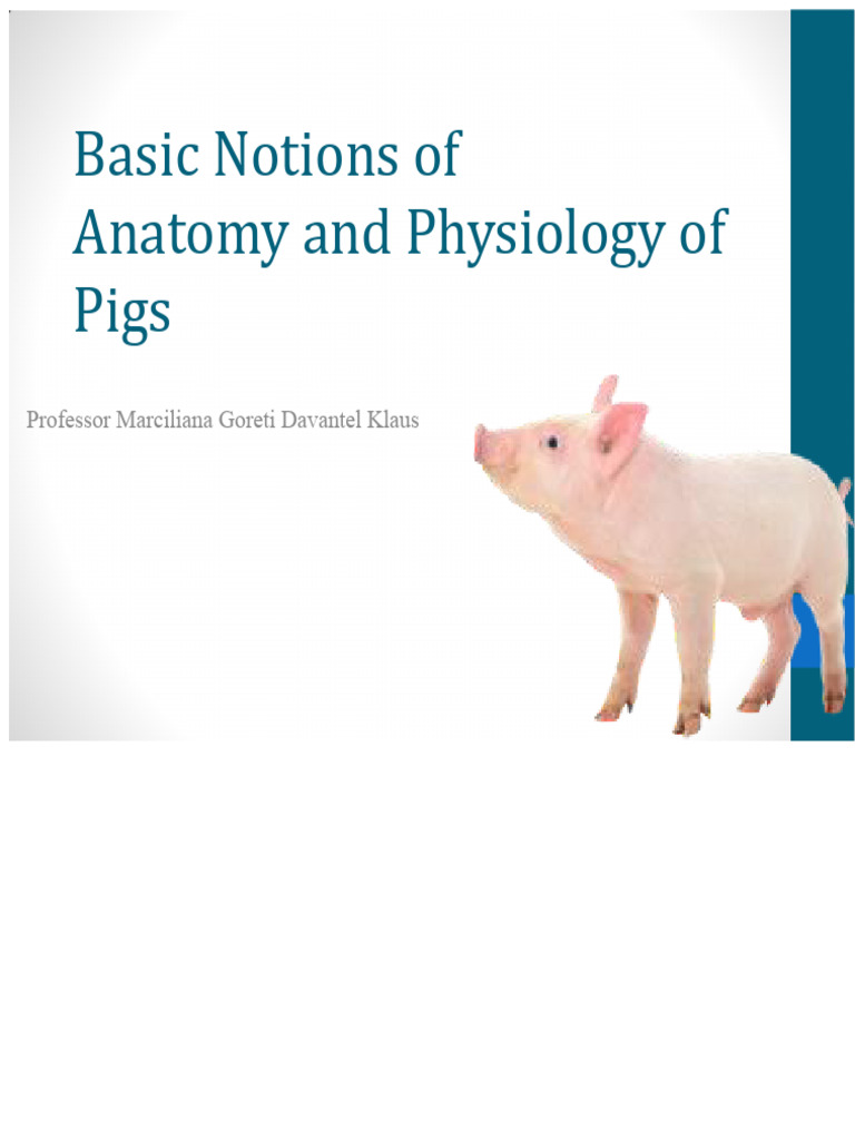 Anatomy and Physiology of Pigs | PDF | Pancreas | Liver