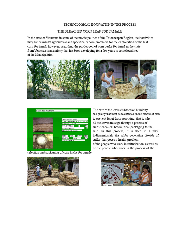 TECHNOLOGICAL INNOVATION IN THE PROCESS OF BLEACHING MAIZE LEAVES FOR ...