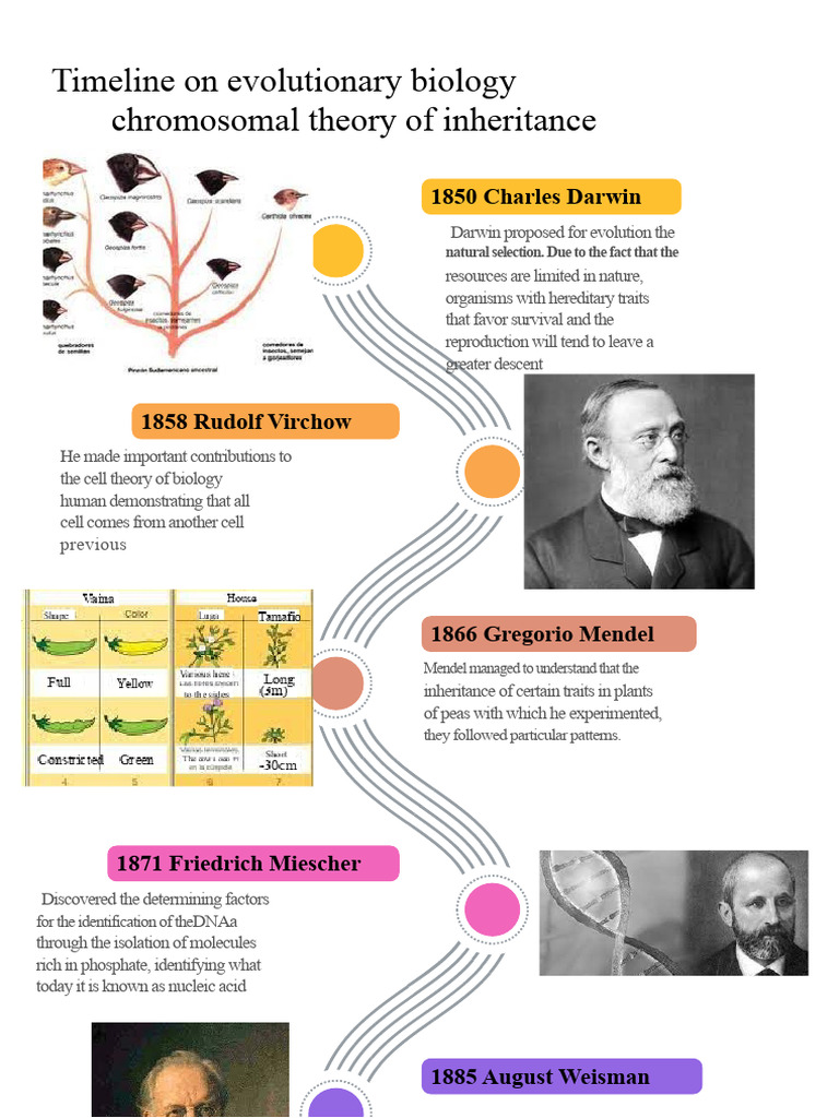 Timeline on evolutionary biology and chromosomal theory of inheritance ...