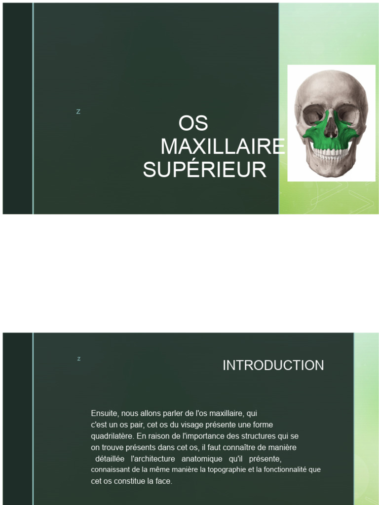 Anatomie et fonction de l'os maxillaire | PDF | Tête et cou chez l ...