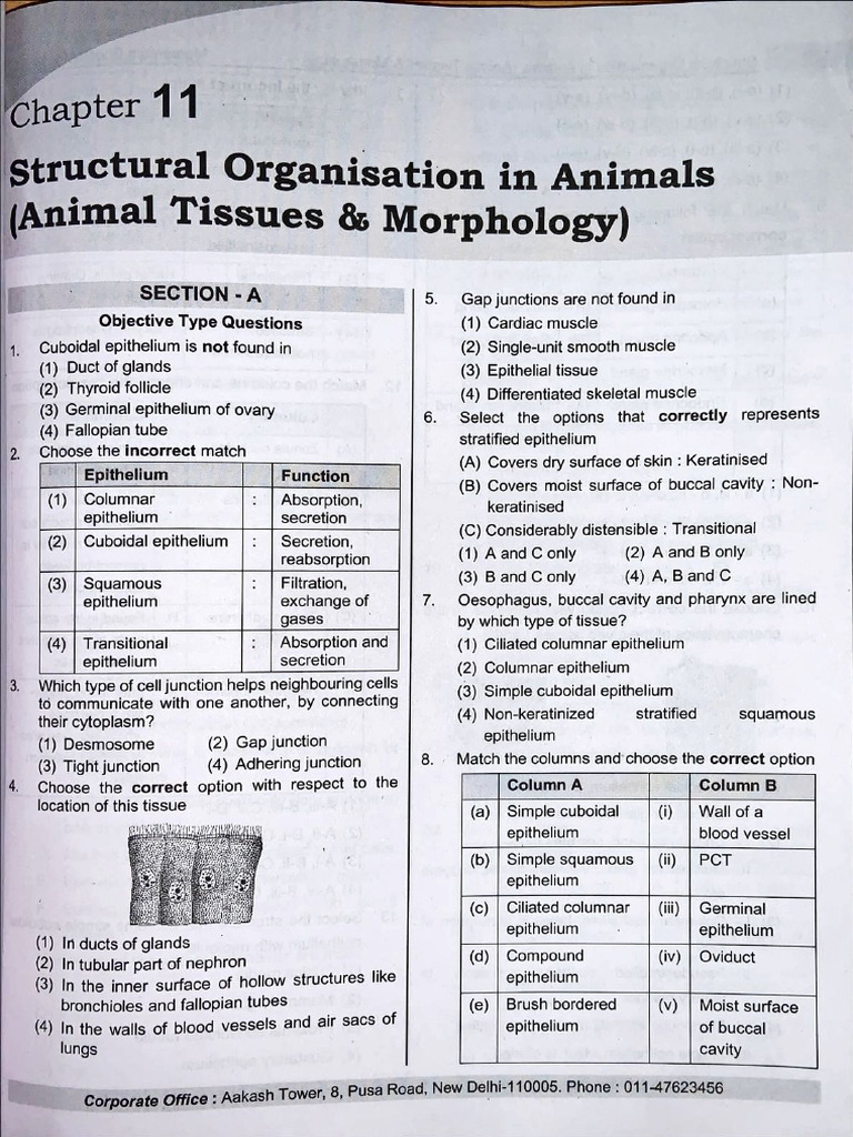 Class 11 - Animal Tissue - Momentum Booster | PDF