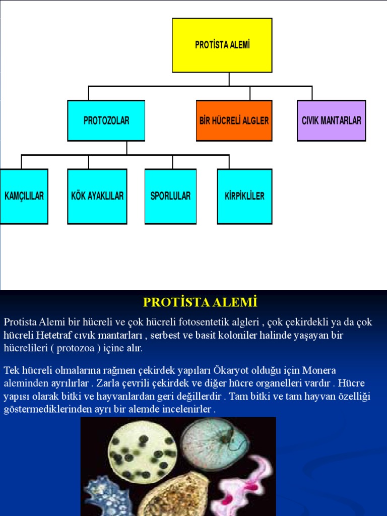 Protista Alemi | PDF