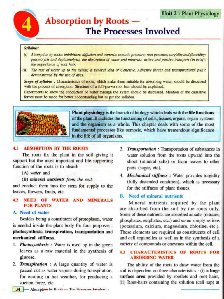 Biology Chapter 4 Root Absorption of Class 10 Icse | PDF