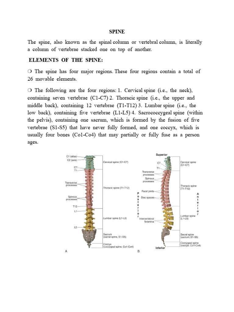 Spine handout | PDF | Vertebra | Scoliosis