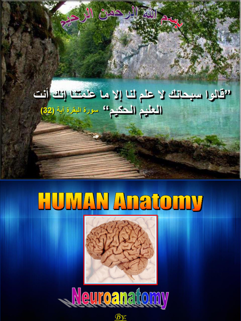Reticular Formation in Human Anatomy | PDF