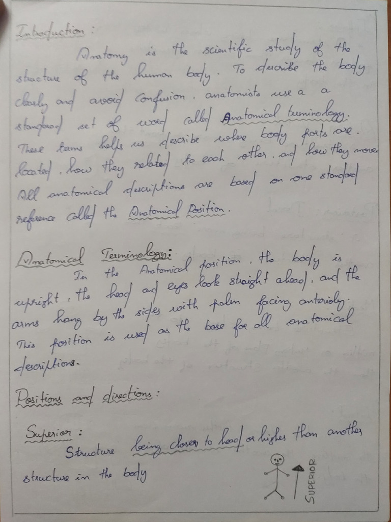 Human Anatomy Assignment | PDF