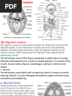 Frog Digestive System: Anatomy & Functions | PDF | Stomach | Pancreas