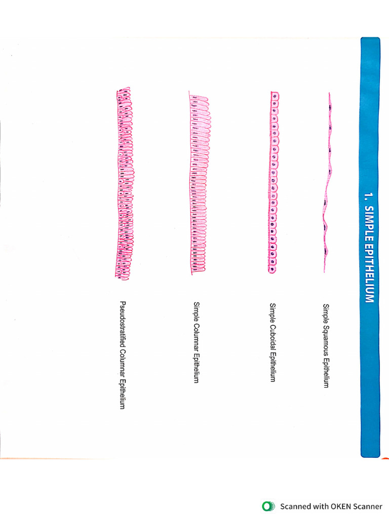 Histo Diagram | PDF