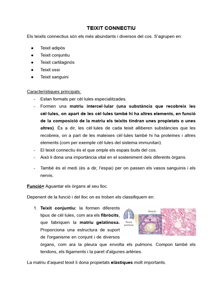 Apunts Teixit Connectiu | PDF