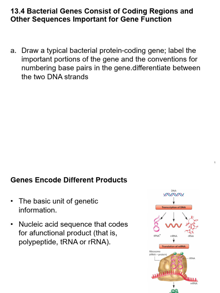 Bacterial Gene Structure and Function | PDF | Gene | Nucleic Acid Sequence