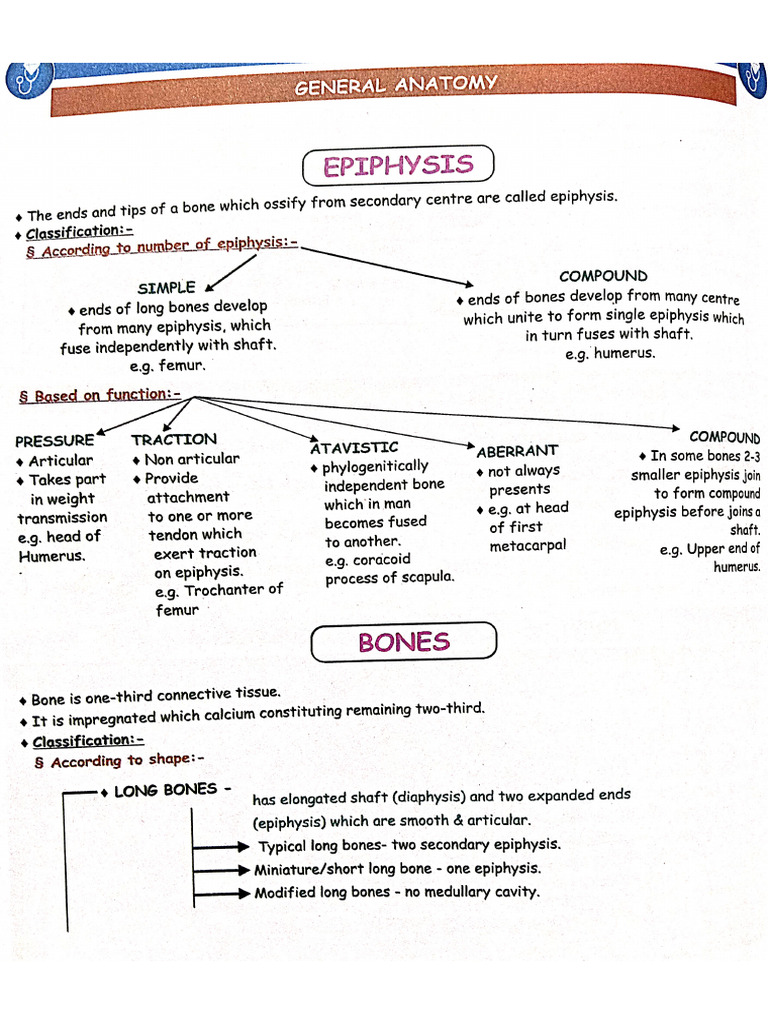 General and Bone Anatomy | PDF