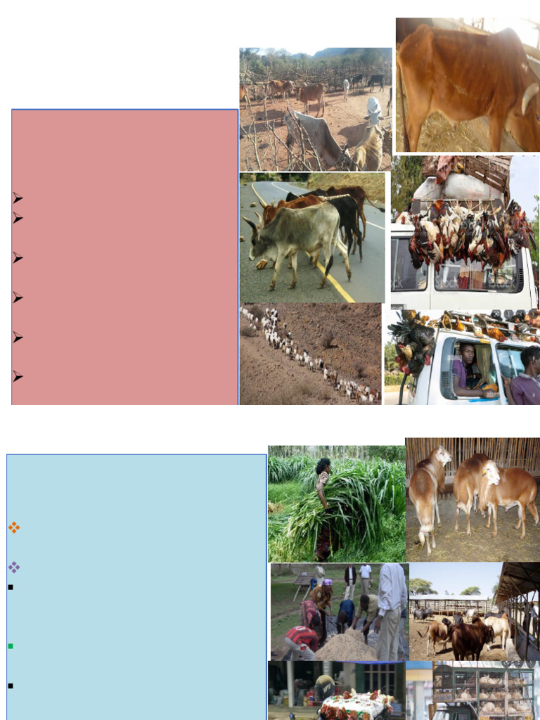 Meat Animal Production Systems Overview | PDF | Livestock | Agriculture