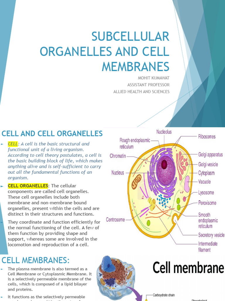 Cell Organelles and Membrane Functions | PDF | Cell (Biology) | Cell ...