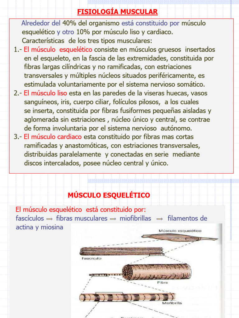 Fisiologia del sistema muscular liso estriado y cardiaco | PDF ...