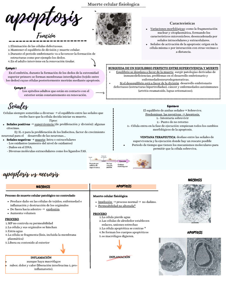 Apoptosis Esquema | PDF | Apoptosis | Caspasa