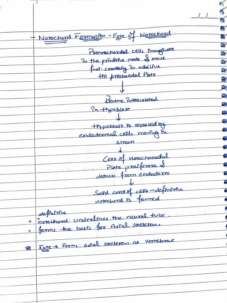 Neurulation and Notochord Formation 2 | PDF