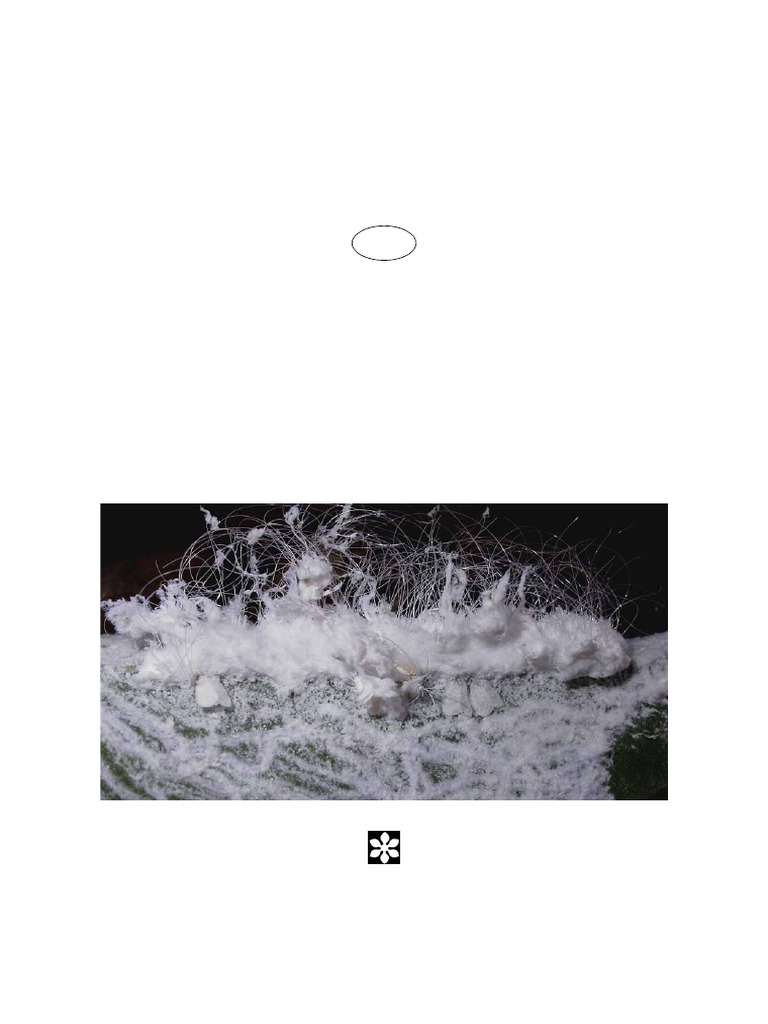 Martin 2008 a Revision of Aleurodicus | PDF | Abdomen | Anatomical ...