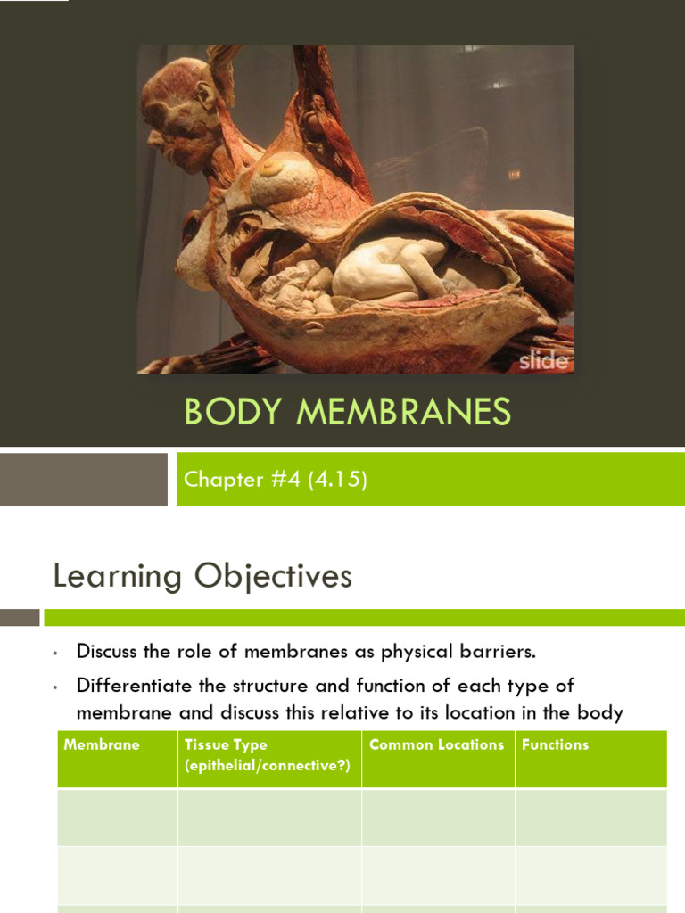 Body Membranes and Integumentary System | PDF | Skin | Epidermis
