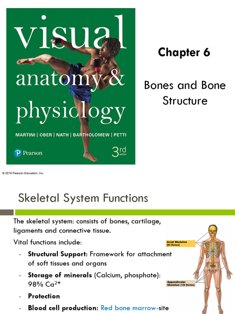 Skeletal System: Bones and Structure Overview | PDF | Bone | Osteoblast