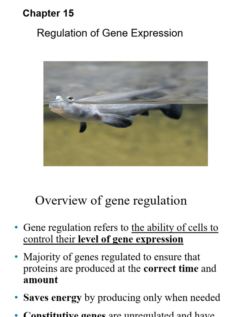 Campbell Biology Chapter 15, Regulation of Gene Expression | PDF ...