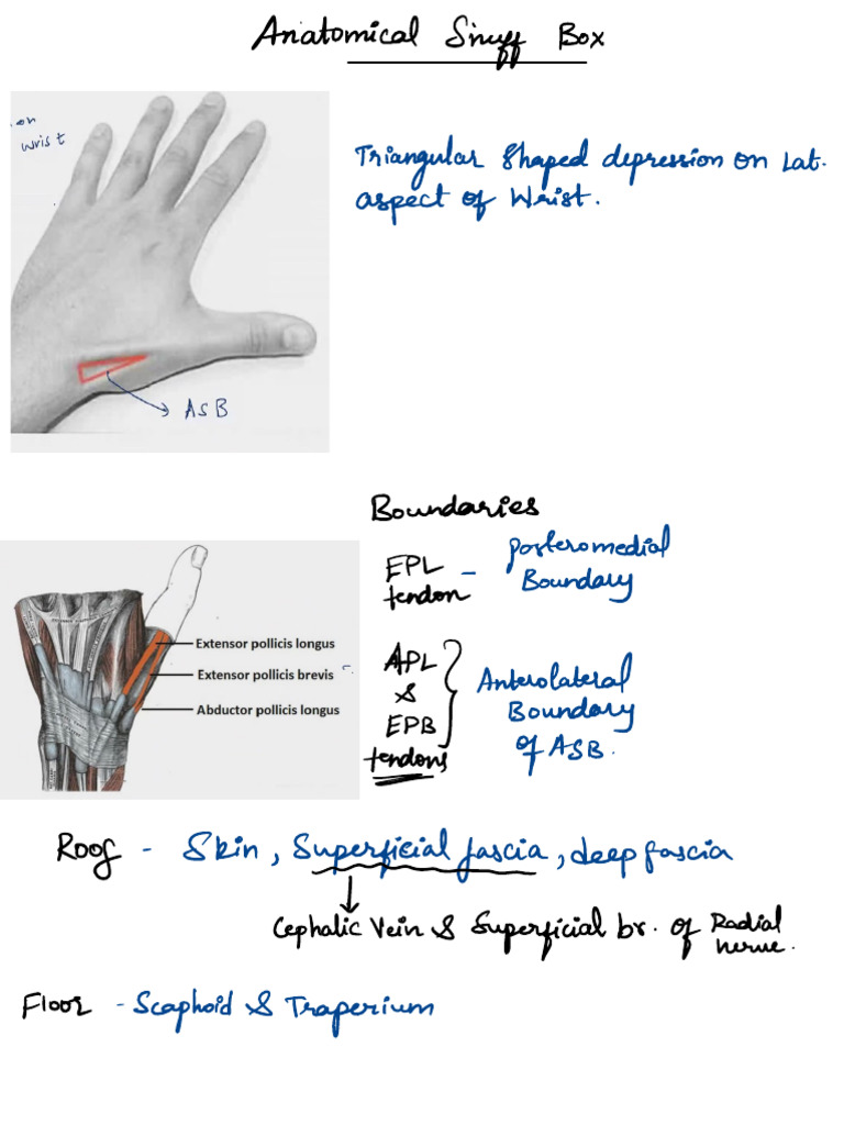 Share Anatomical Snuff Box | PDF