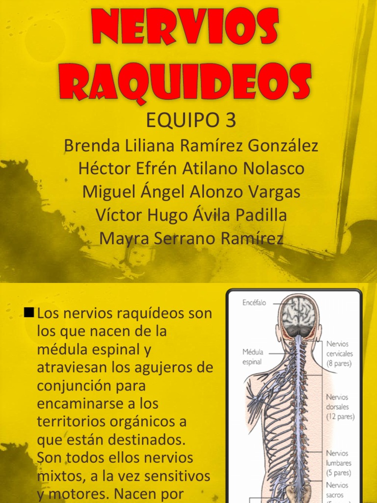 NERVIOS RAQUIDEOS