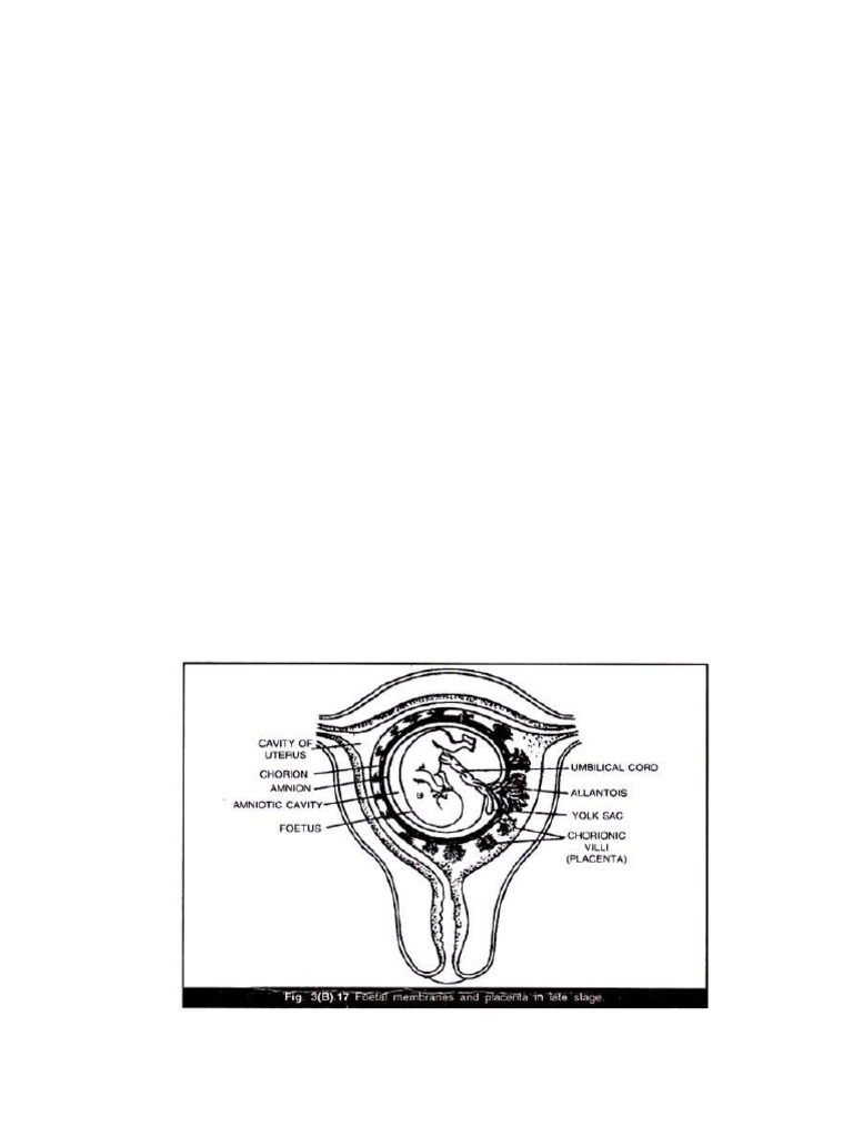 Placenta | PDF | Placenta | Uterus