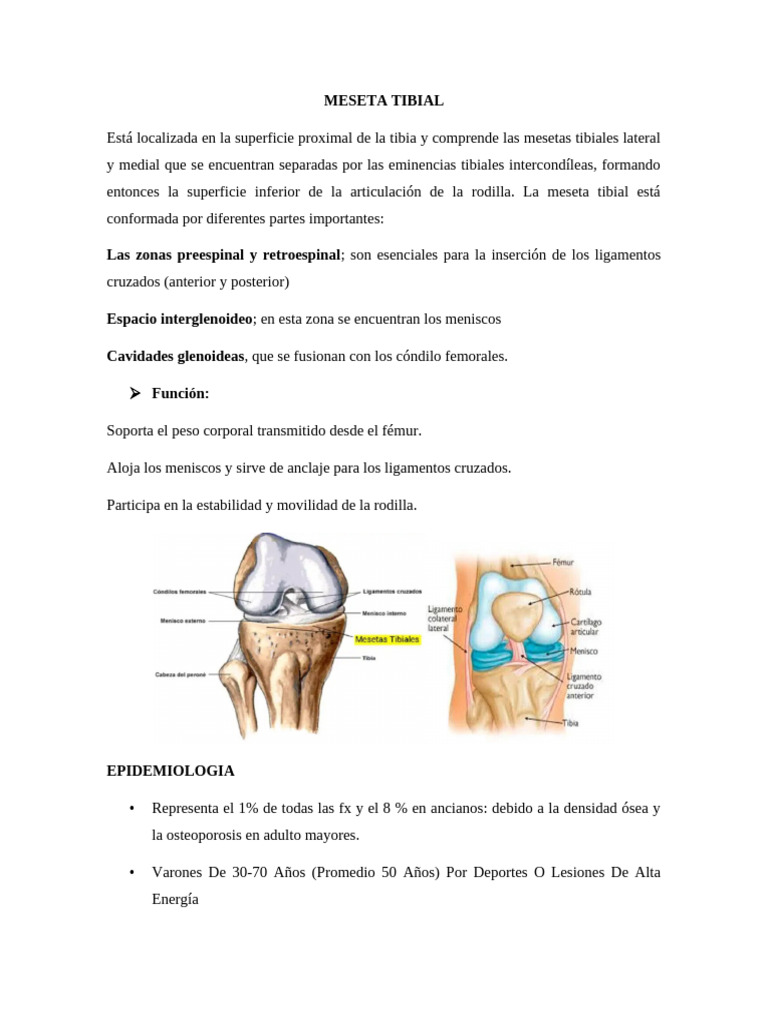 Meseta Tibial | PDF | Rodilla | Sistema musculoesquelético