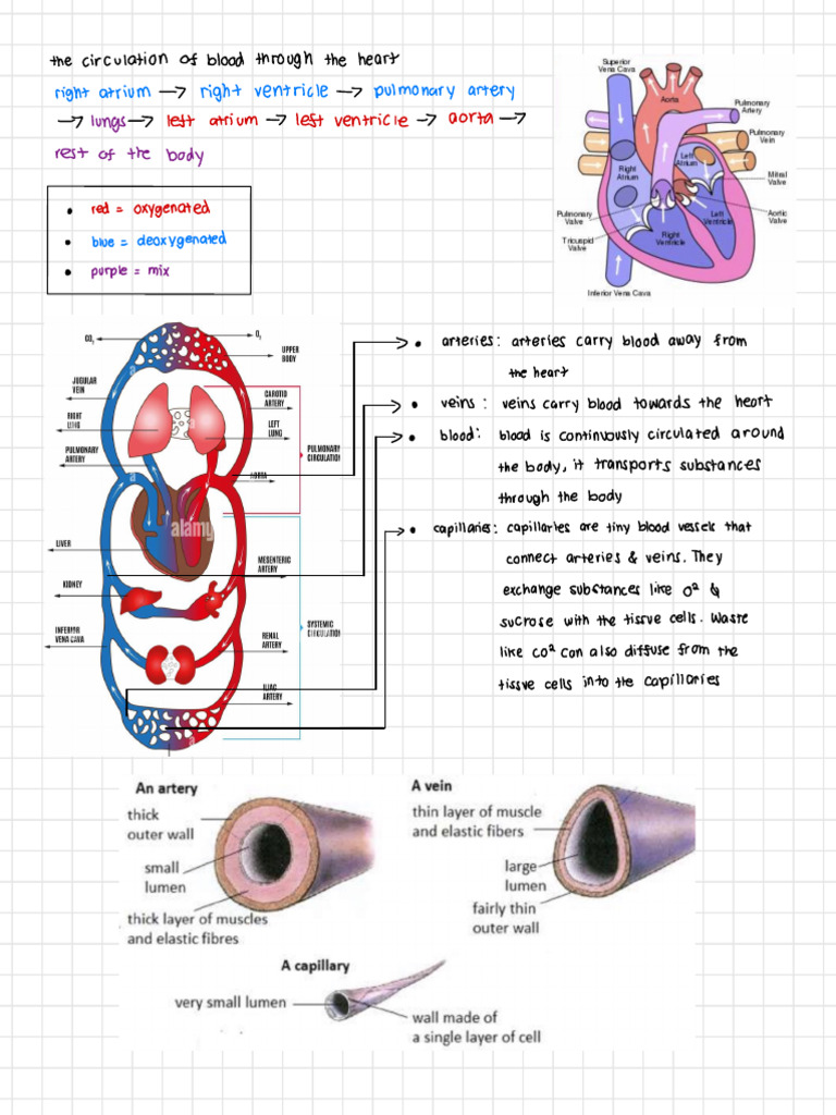 Middle School Diffusion Notes (Part 3) | PDF