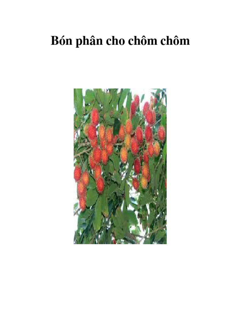 Bón Phân Cho Chôm Chôm | PDF