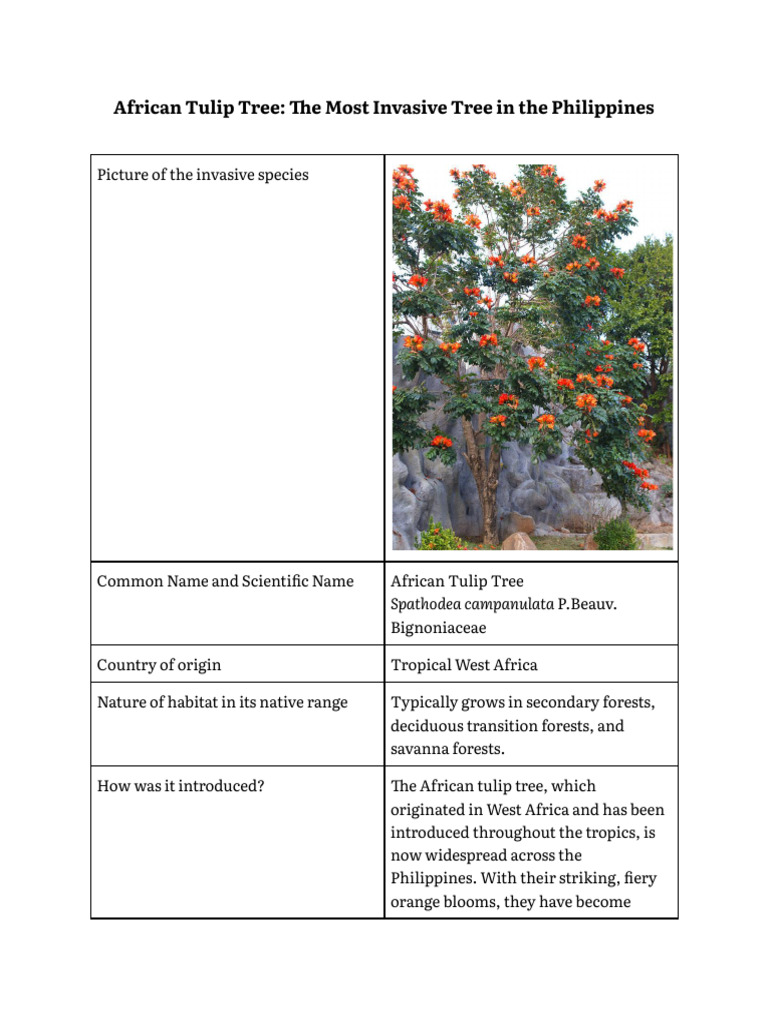 African Tulip Tree: The Most Invasive Tree in the Philippines | PDF ...