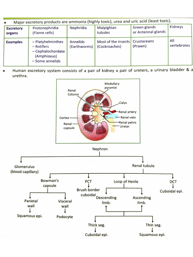 Excretion,Locomotion and Movement Reference Material | PDF