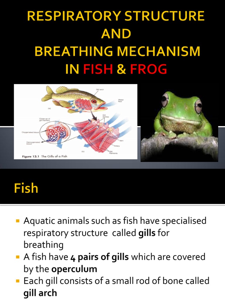 Respiration in Fish N Frog | PDF | Gill | Respiratory System