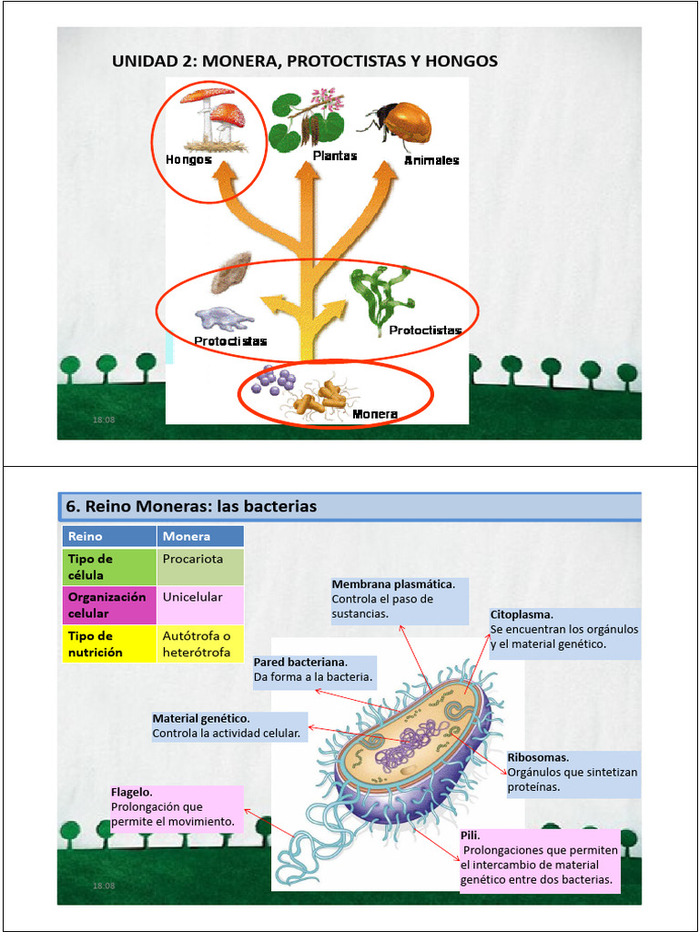 T2_Monera, Protoctistas y Hongos | PDF | Hongo | Las bacterias