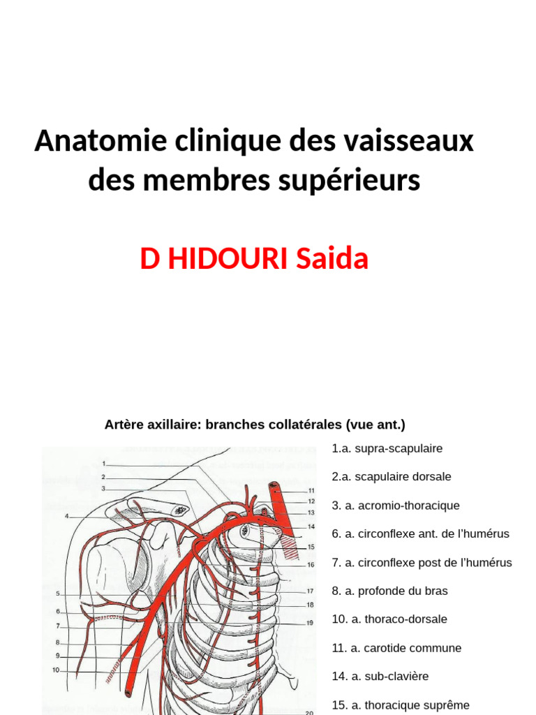 Anatomie des vaisseaux des membres supérieurs | PDF | Main | Angiologie