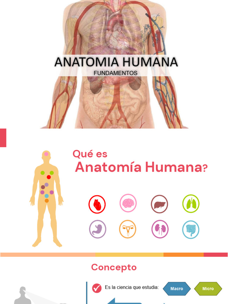 Introducción a la Anatomía Humana | PDF | Anatomía | Medicina