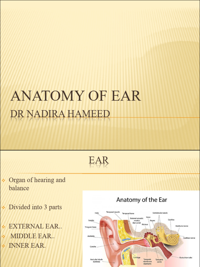 Anatomy of the Human Ear Explained | PDF | Ear | Otorhinolaryngology