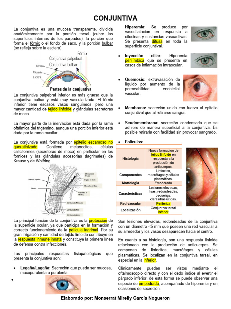 Anatomía y Funciones de la Conjuntiva | PDF | Inflamación | Anatomía