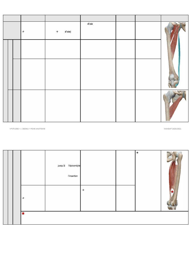 Anatomie de la loge médiale de la cuisse | PDF | Anatomie de membre ...