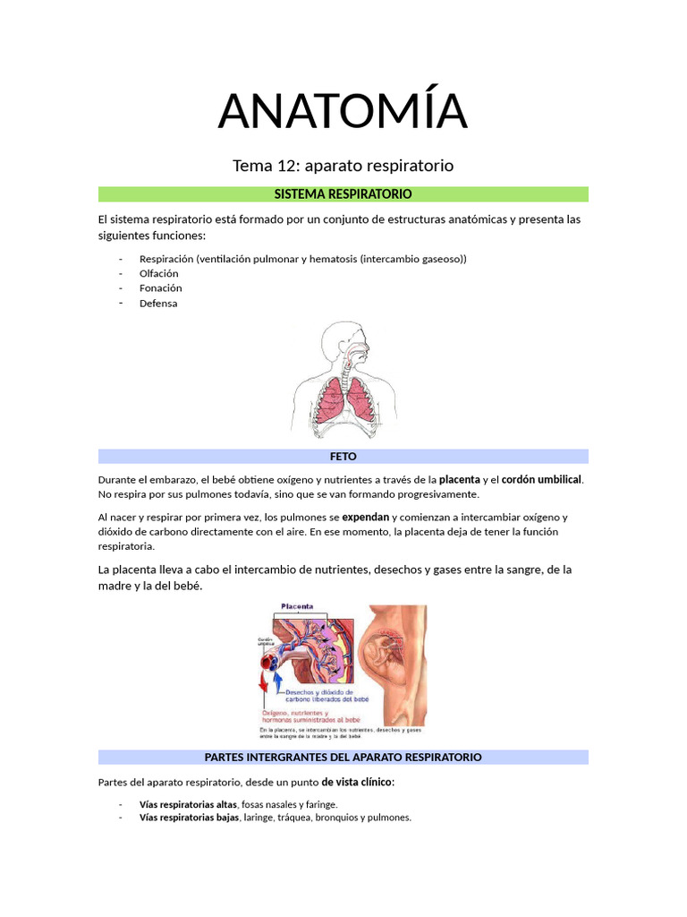 tema 13 | PDF | Laringe | Pulmón