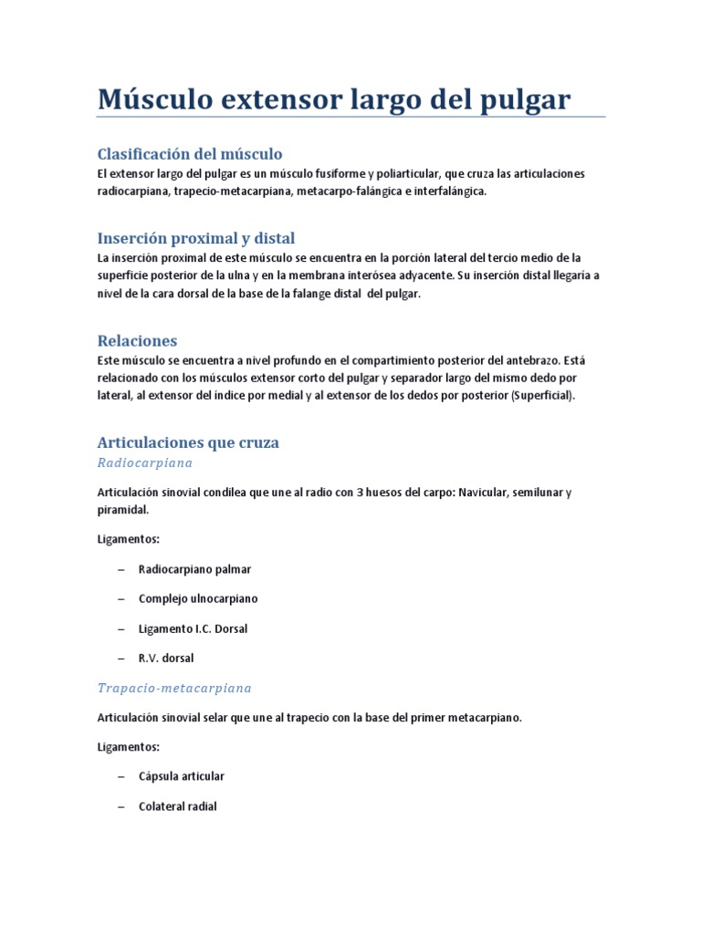 Músculo Extensor Largo Del Pulgar | PDF | Sistema esquelético | Tejido ...