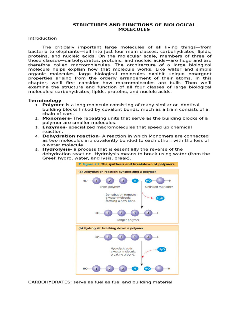 Lesson-2-Bio-1 | PDF | Nucleotides | Carbohydrates