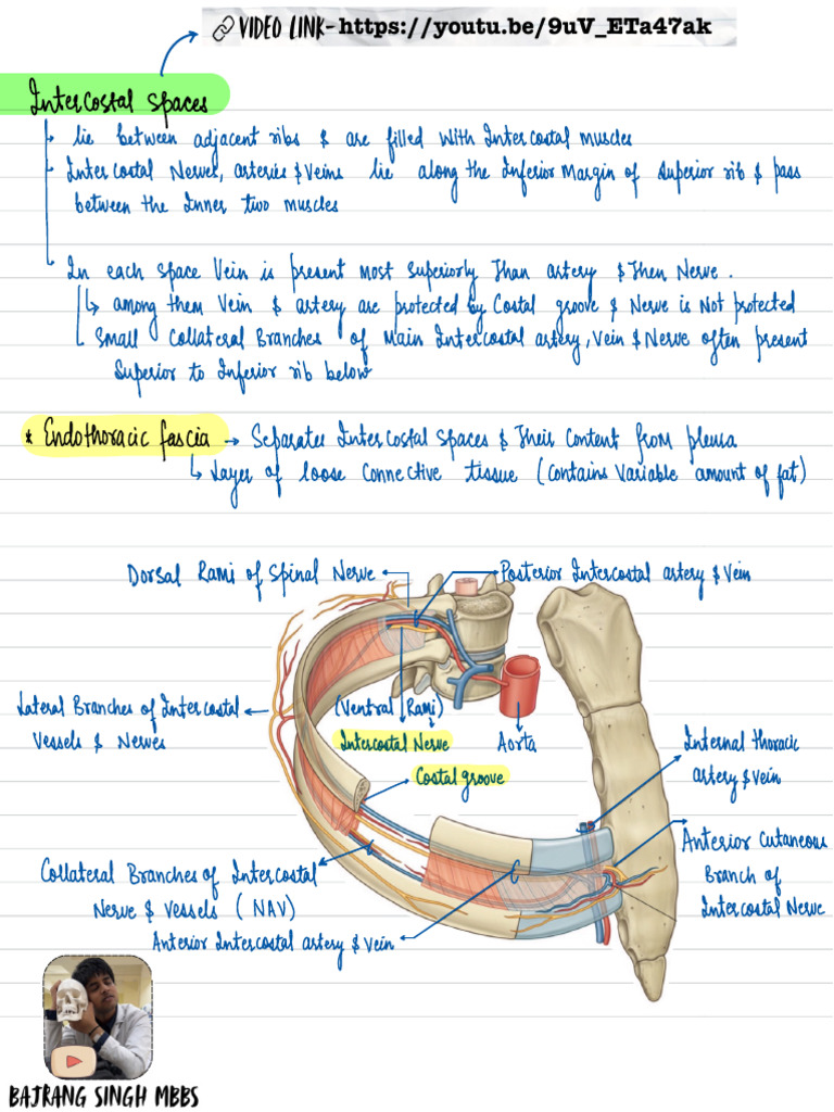 Intercostal Muscles and Spaces | PDF | Thorax (Human Anatomy) | Human ...