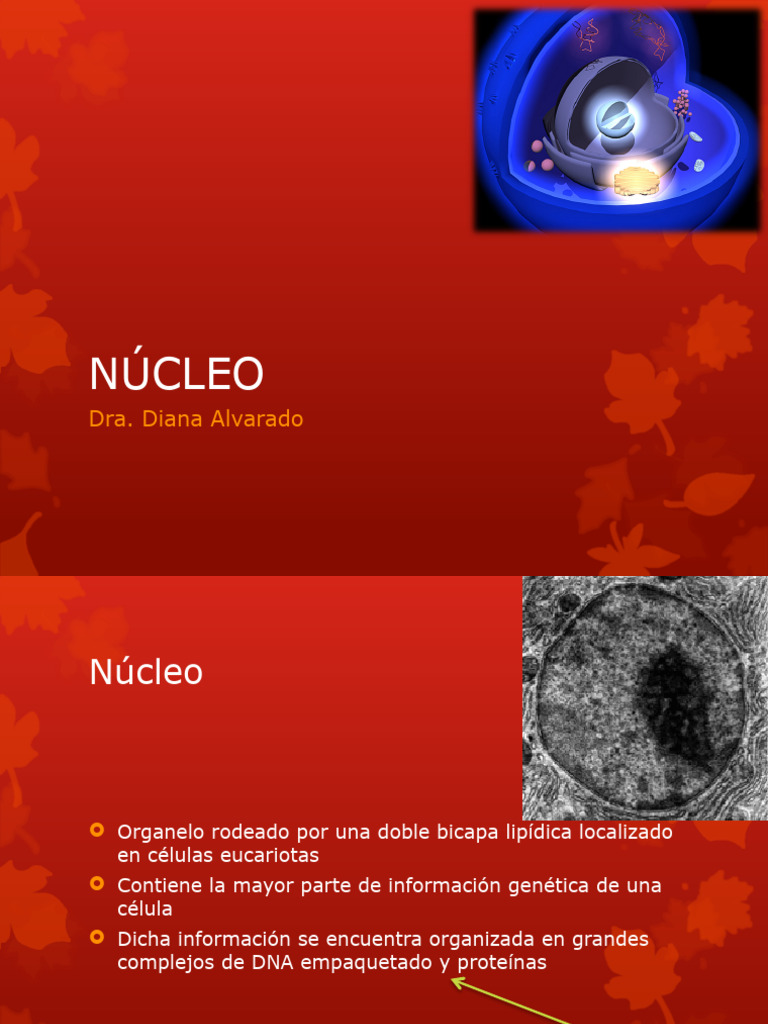 NÚCLEO | PDF | Nucleo celular | Biología