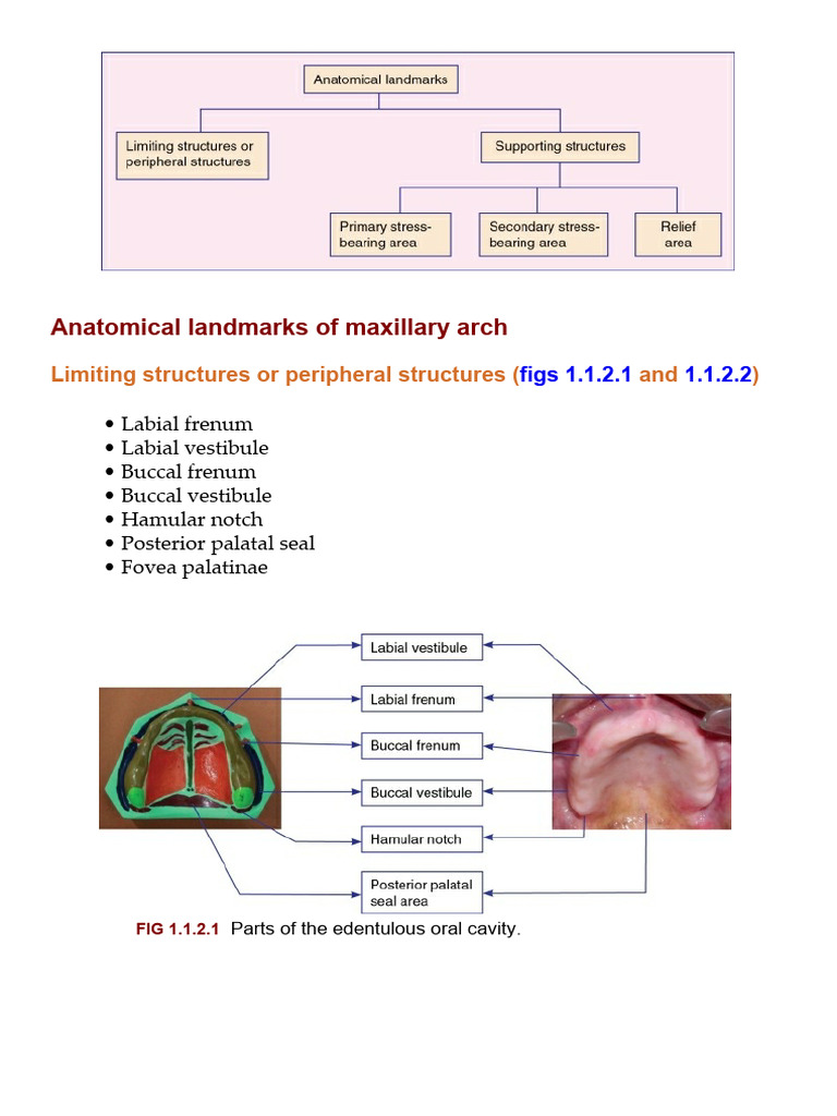 Anatomical Landmarks | PDF
