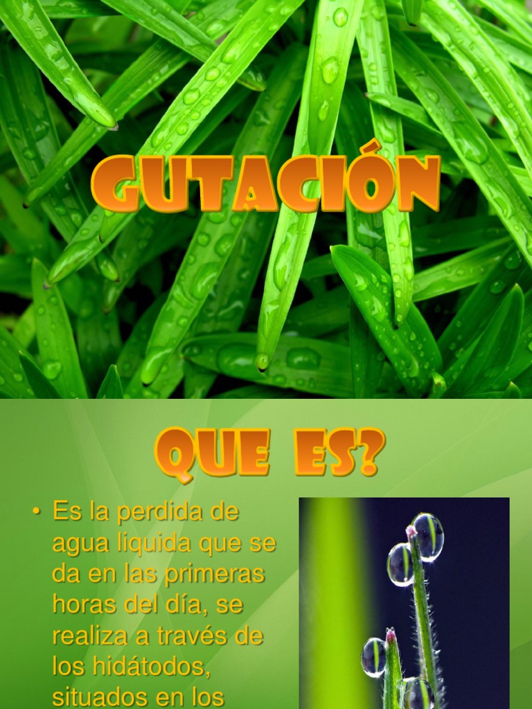 Gutacion | PDF
