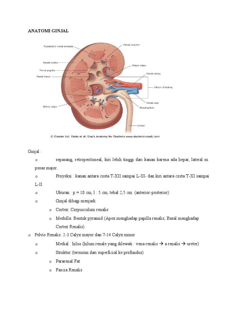Anatomi Ginjal | PDF